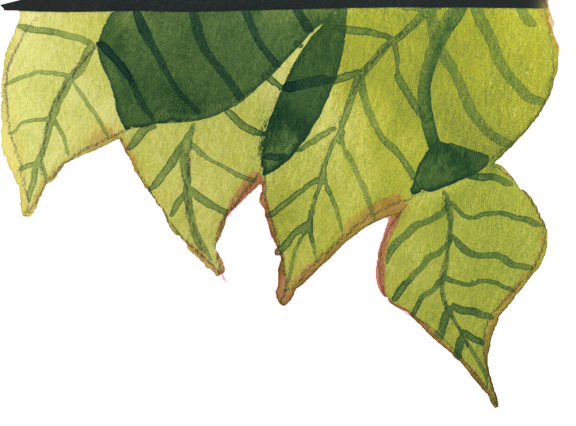 الكتالوج – Alhadaek Group